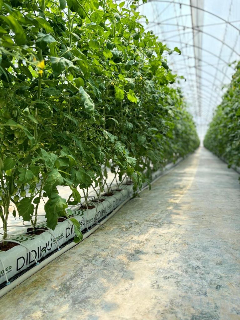 SLAB GROWING SYSTEM – DIDIHU