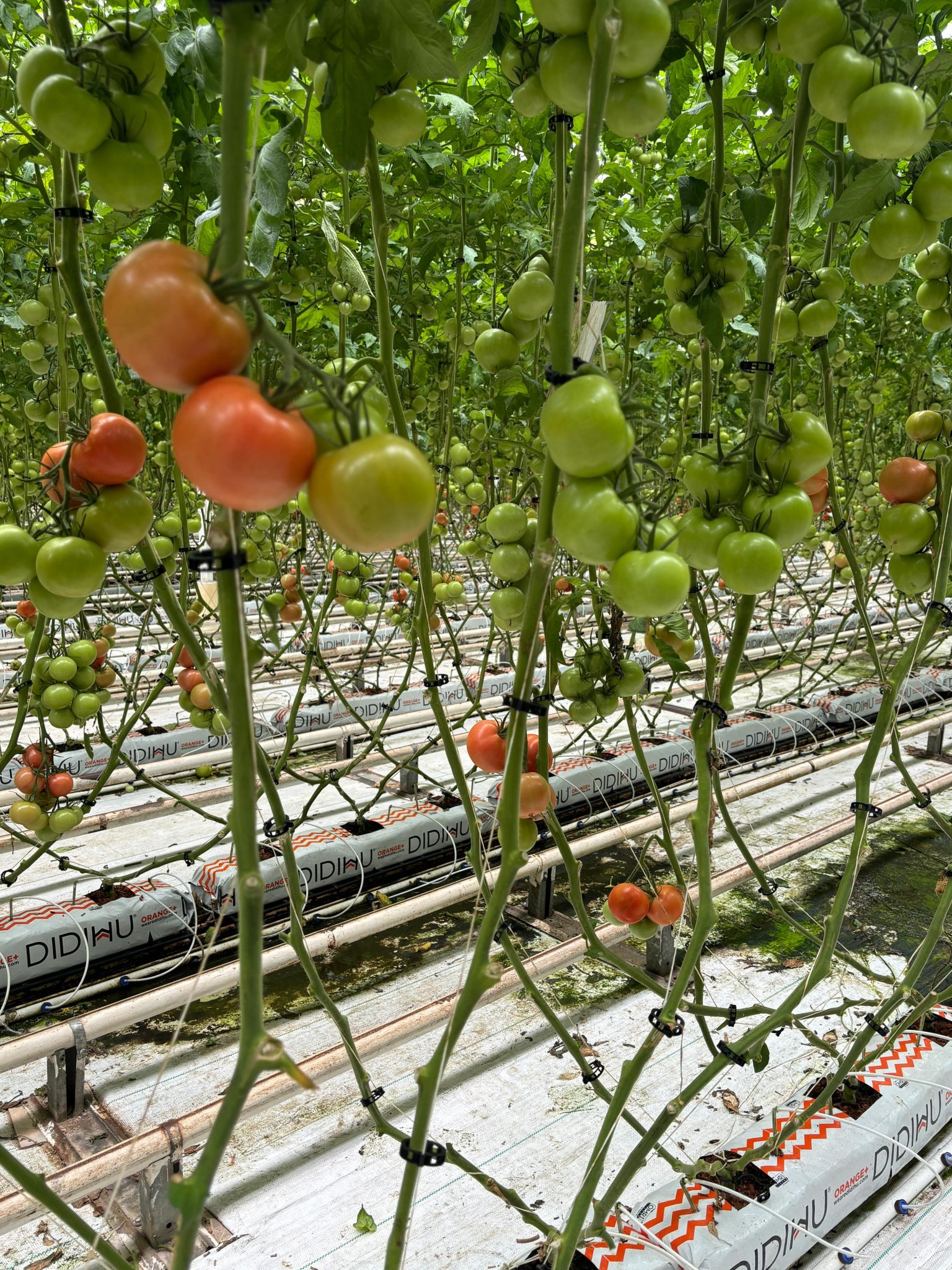 SLAB GROWING SYSTEM – DIDIHU